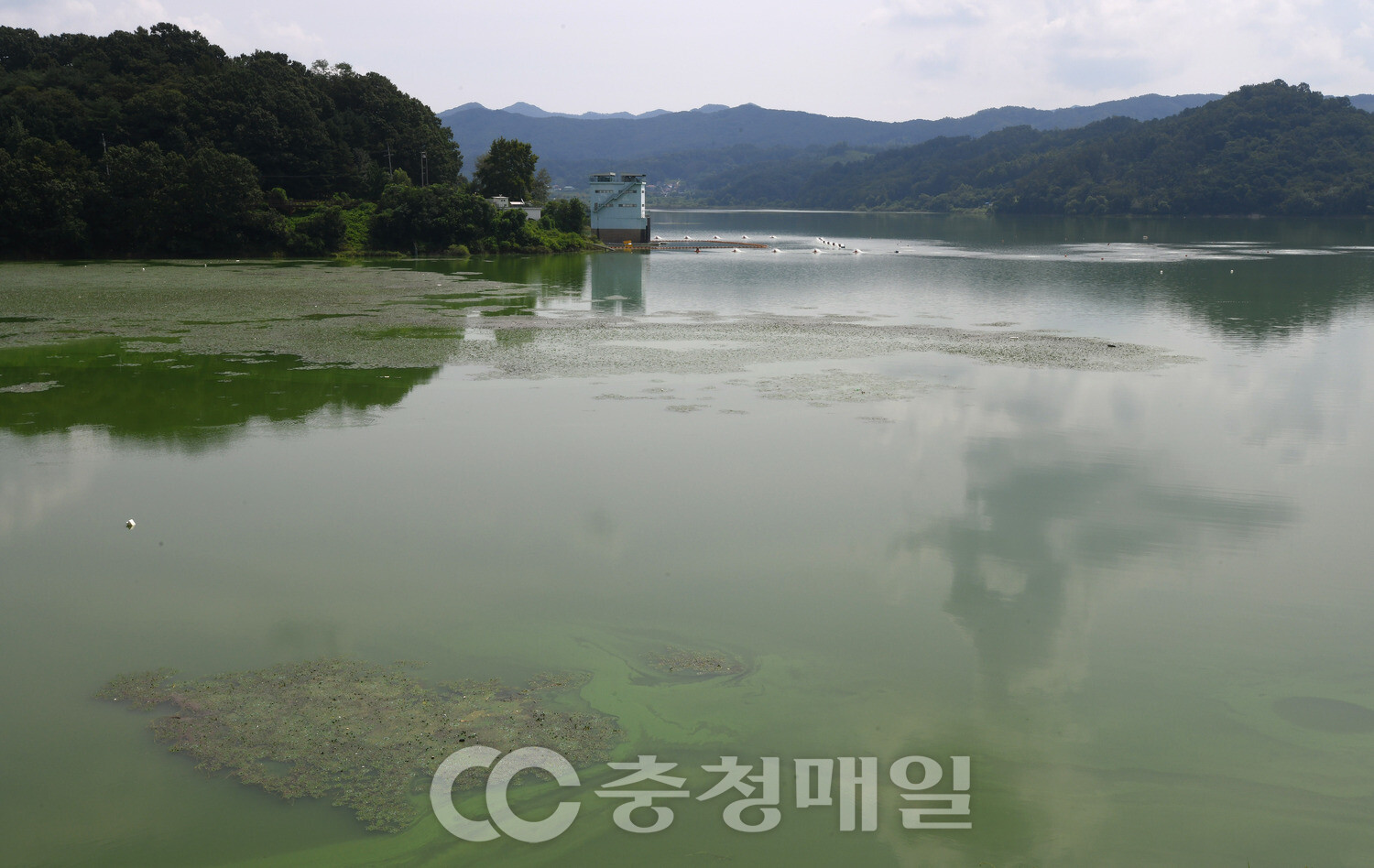대청호 녹조로 충청권 식수원 비상